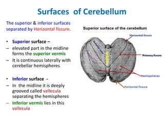 Anatomy of Cerebellum 1 | PDF