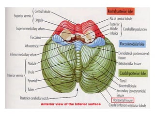 Anatomy of Cerebellum 1 | PDF