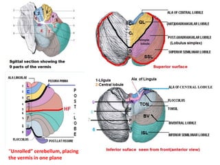 Anatomy of Cerebellum 1 | PDF