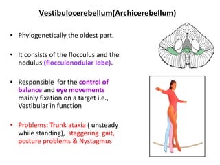 Anatomy of Cerebellum 1 | PDF