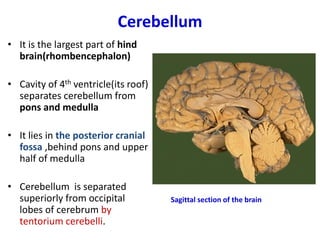 Anatomy of Cerebellum 1 | PDF