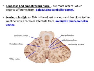 Anatomy of Cerebellum 1 | PDF