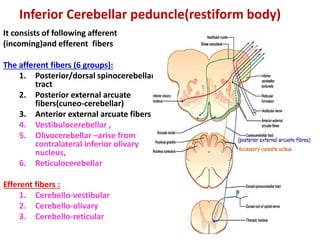 Anatomy of Cerebellum 1 | PDF