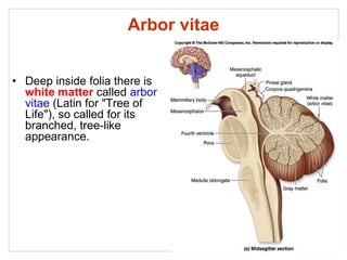 Arbor Vitae Of Cerebellum