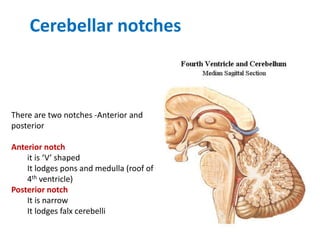 Anatomy of Cerebellum 1 | PPT