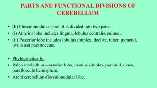 CEREBELLUM -1.pptx