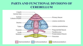 CEREBELLUM -1.pptx