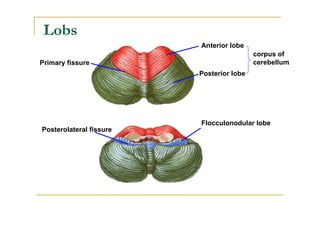 Posterolateral Fissure Of Cerebellum