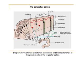 Cerebellar Cortex Diagram
