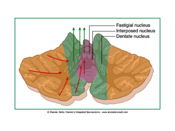 Cerebellum by DR.ARSHAD