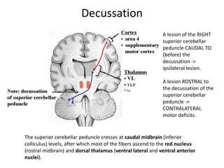 Cerebellum | PPTX