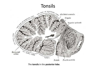 Cerebellum | PPTX