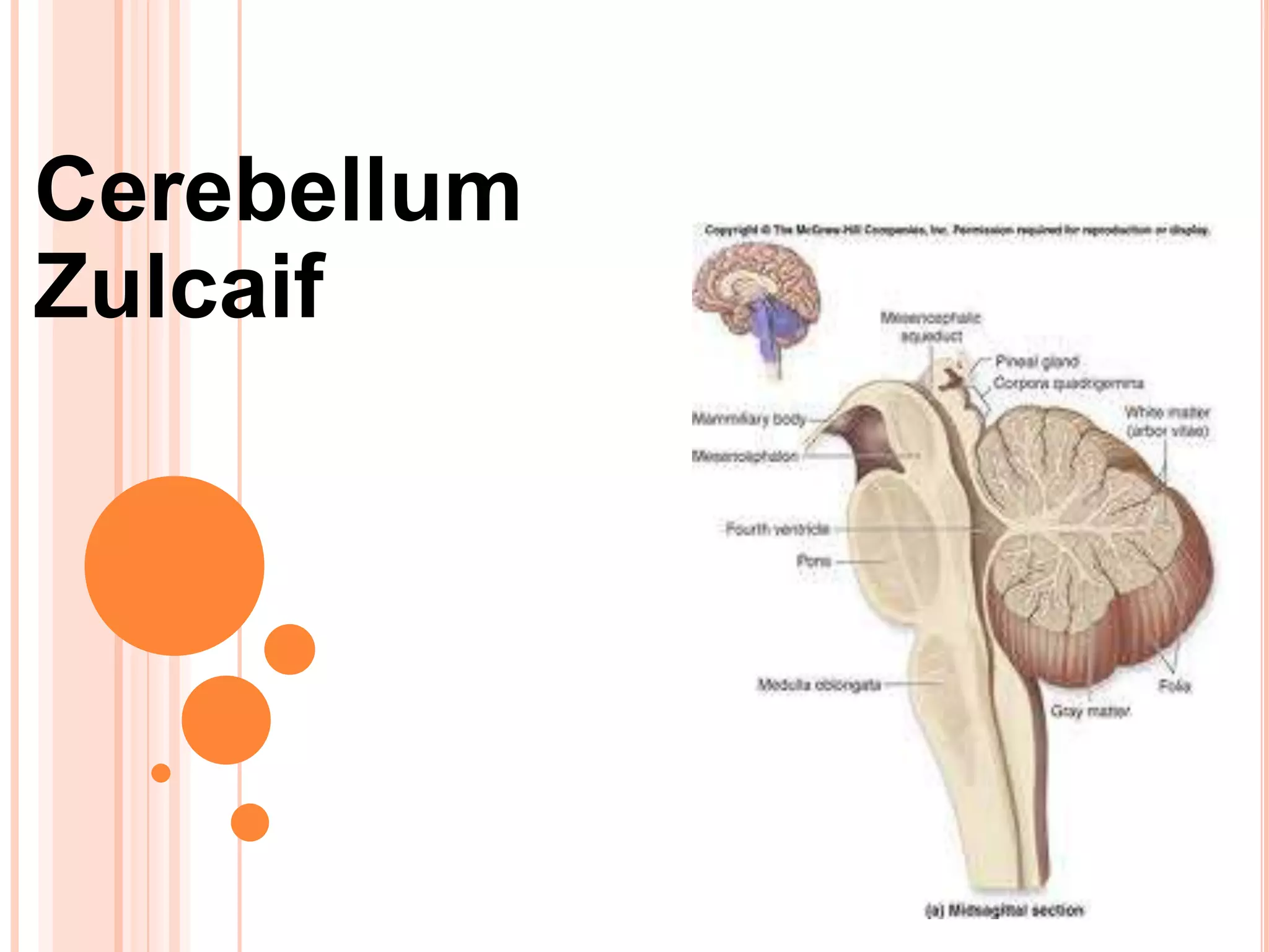 Cerebellum | PPTX