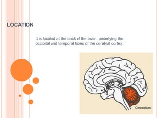 Cerebellum | PPTX