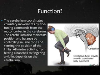 Cerebellum | PPTX