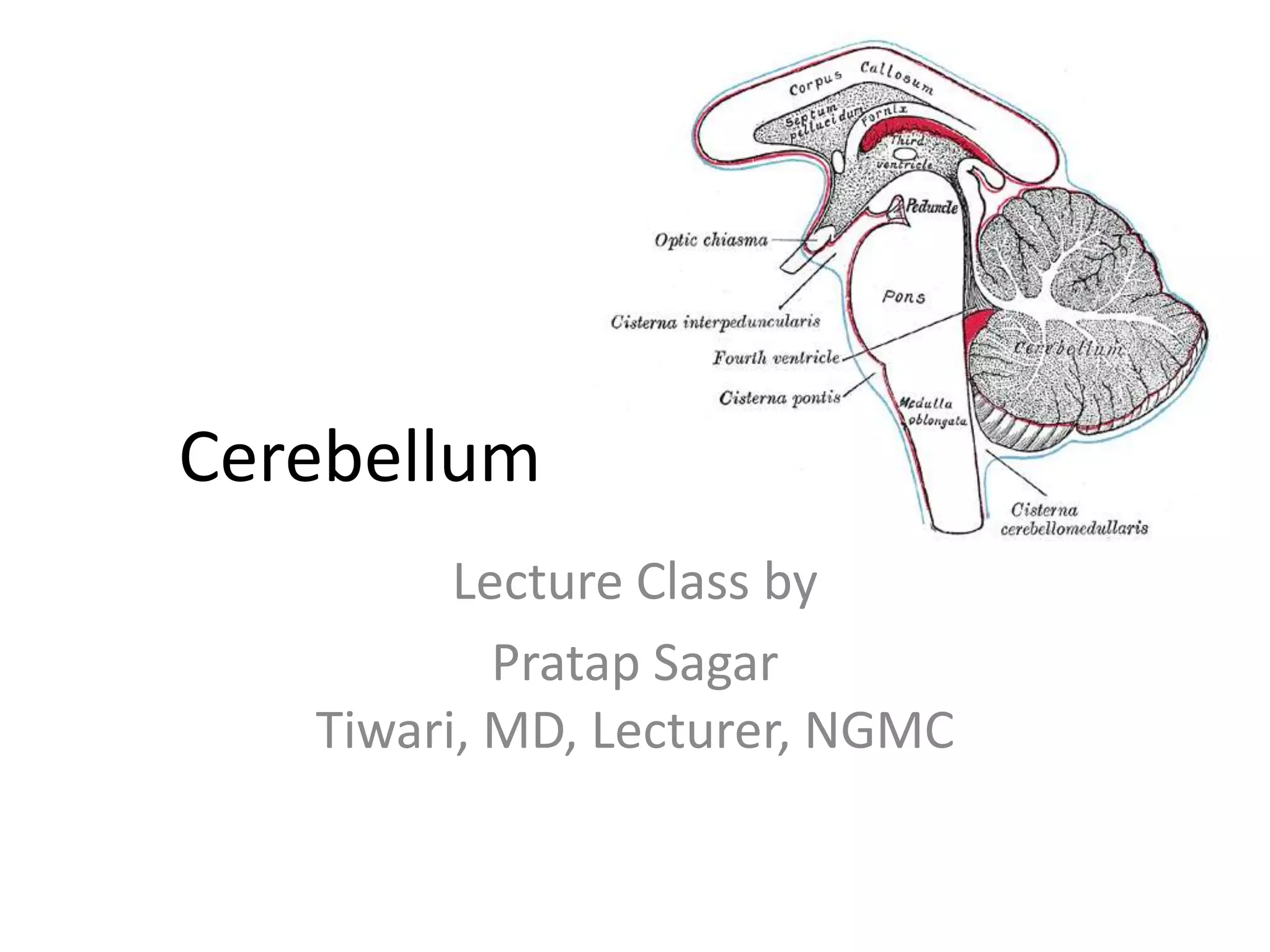 Cerebellum | PPTX