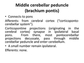 Cerebellum | PPTX
