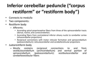 Cerebellum | PPTX