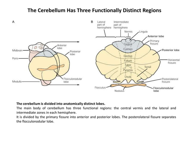 Cerebellum | PPTX