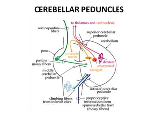 Cerebellar Peduncles Anatomy