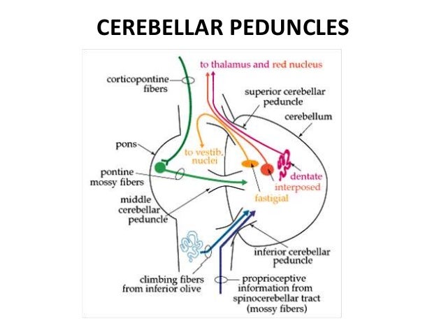 Cerebellum