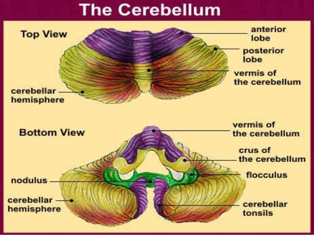 Cerebellum