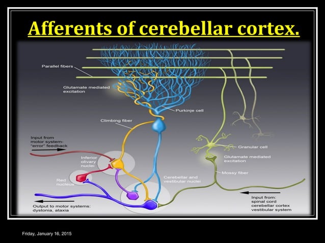 Cerebellum ppt | PPT