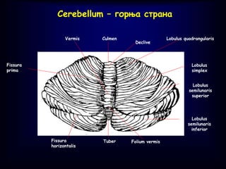 Cerebellum | PPT