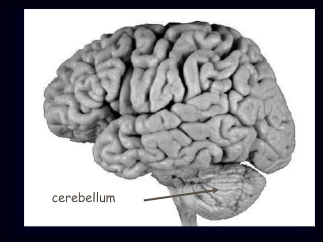 Cerebellum | PPT