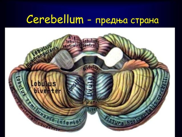 Cerebellum | PPT