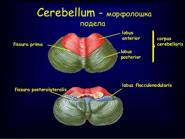 Cerebellum