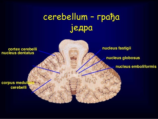 Cerebellum