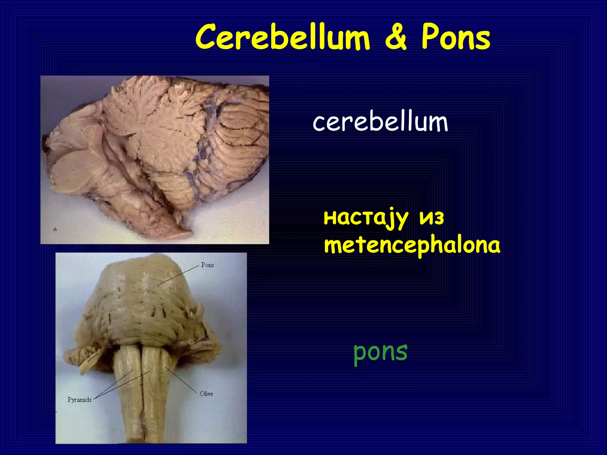 Anatomija Cerebellum | PPT