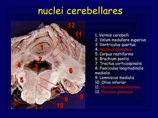 Anatomija Cerebellum | PPT