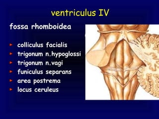 Anatomija Cerebellum | PPT