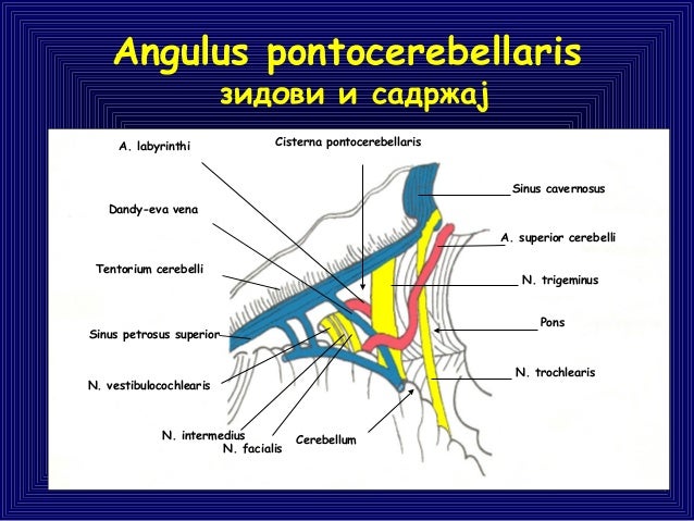 Anatomija Cerebellum