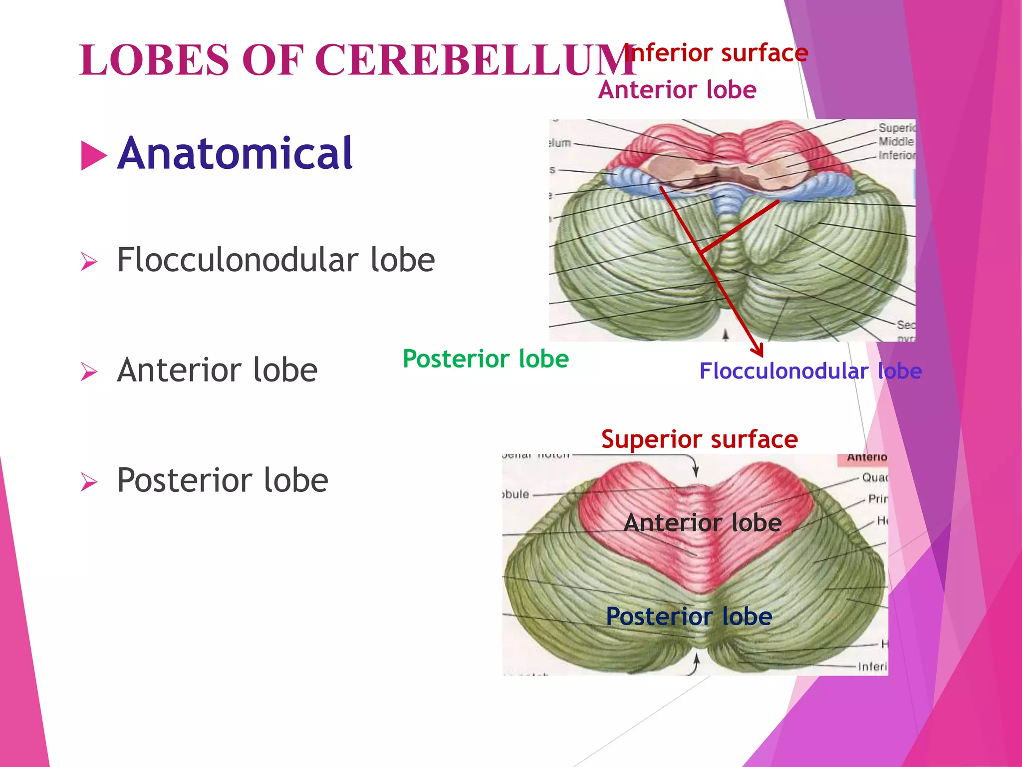 Cerebellum | PPTX