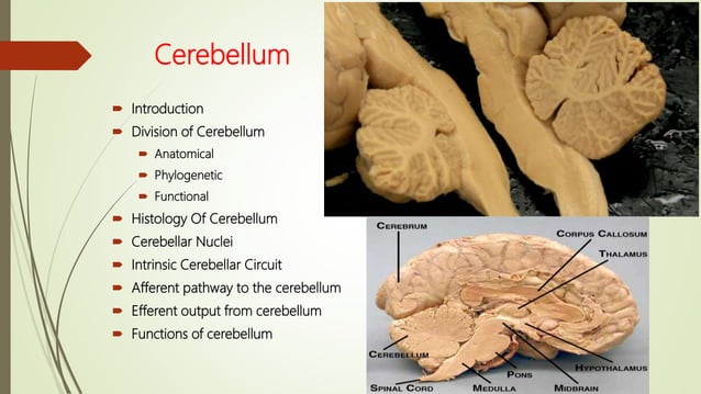 Cerebellum-Connections and Functions