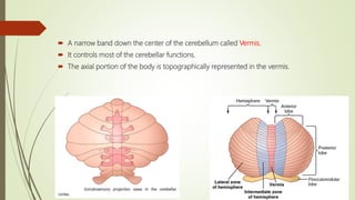 Cerebellar Vermis Function