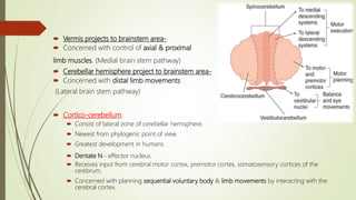 Cerebellar Vermis Function