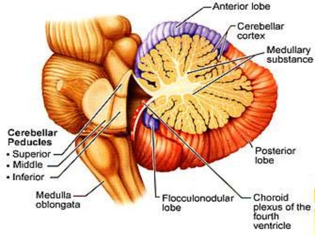 Cerebellum