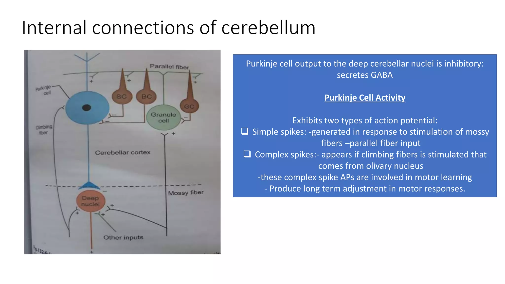 Cerebellum | PPTX