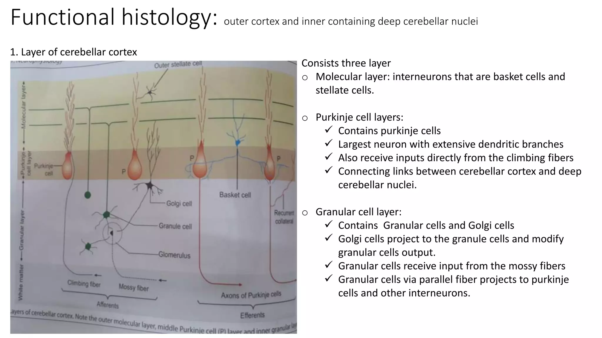 Cerebellum | PPTX