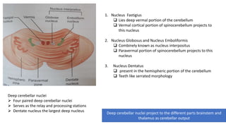 Cerebellum | PPTX
