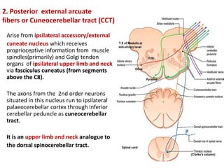 Posterior External Arcuate Fibers