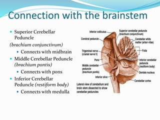 Cerebellum.ppt