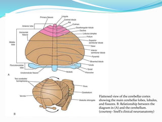 Cerebellum.ppt