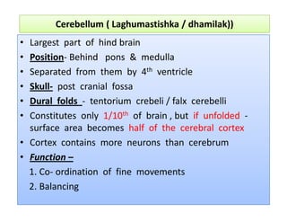 Cerebellum | PDF