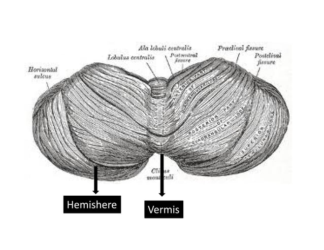 Cerebellum | PPT