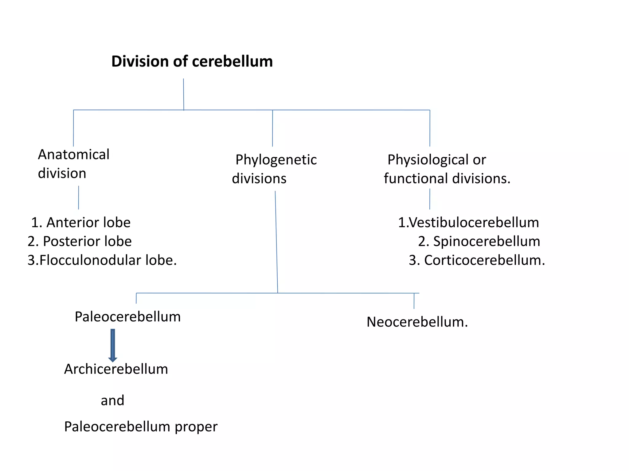 Physiology of Cerebellum | PPTX